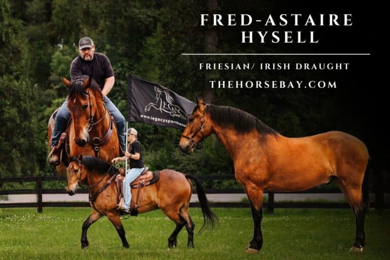 Fred-Astaire Hysell | Thehorsebay.com