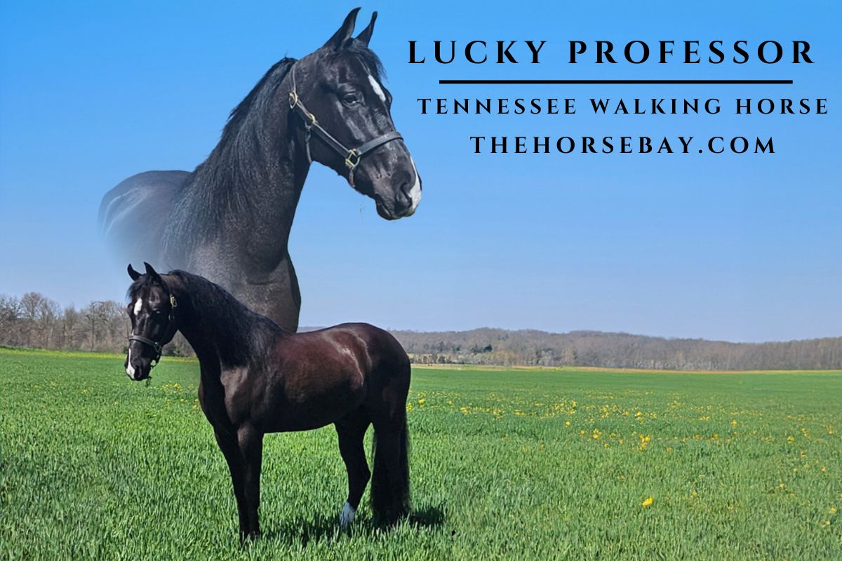 Lucky Professor | Thehorsebay.com