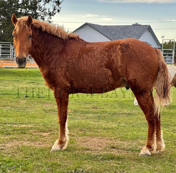 CC Cyclone "Rory" | Thehorsebay.com