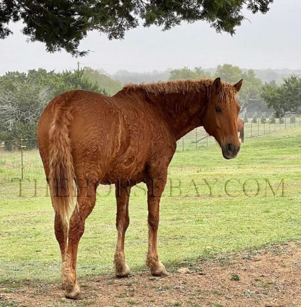 CC Cyclone "Rory" | Thehorsebay.com