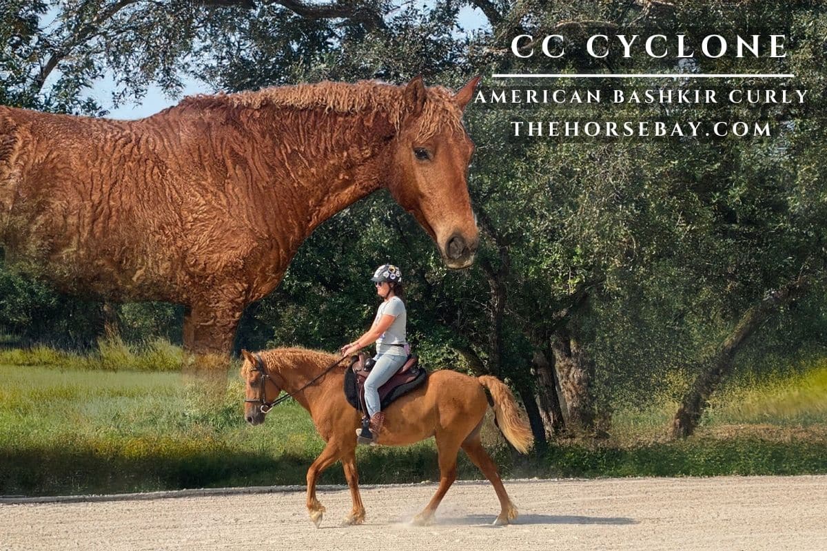 CC Cyclone "Rory" | Thehorsebay.com