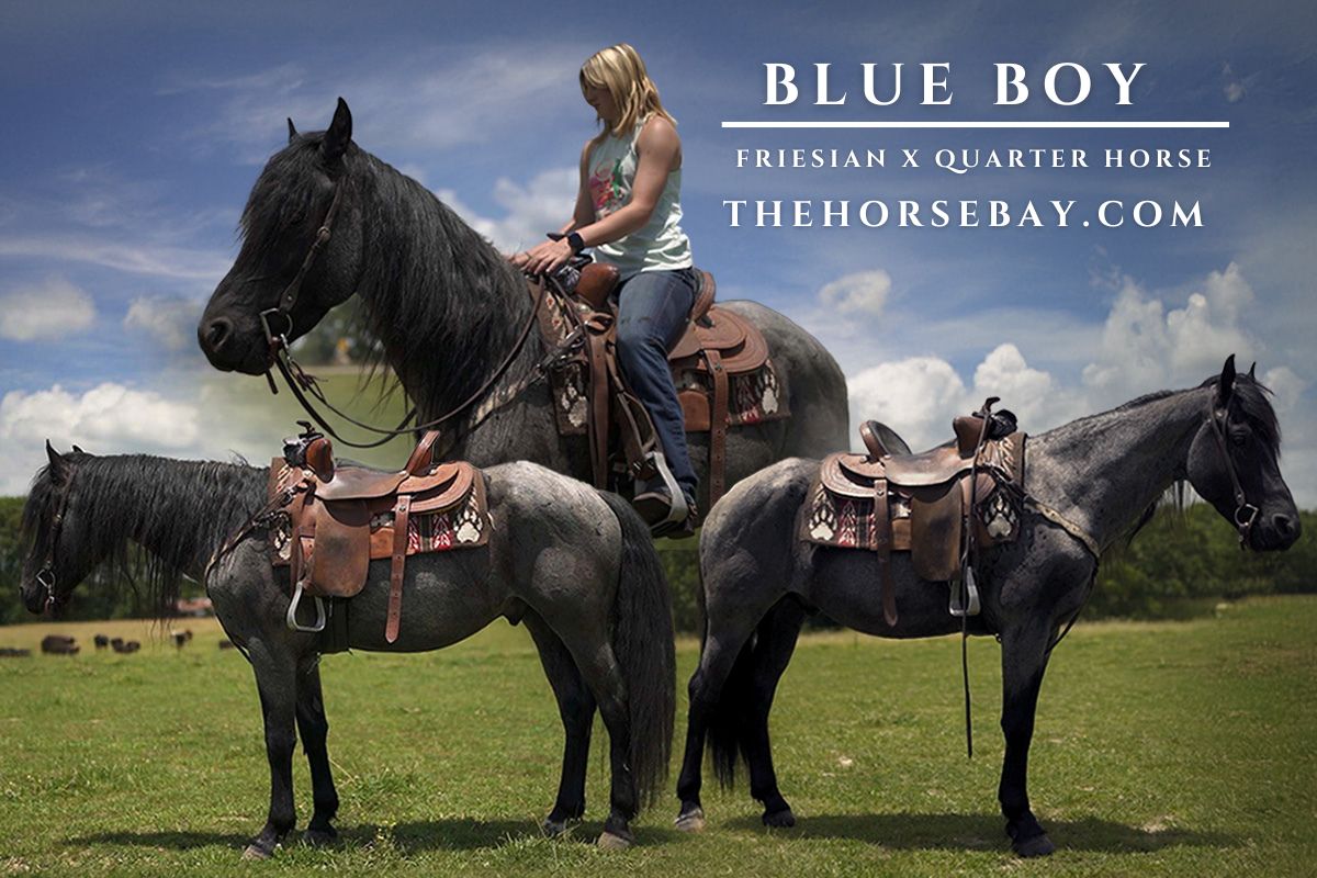Blue Boy | Thehorsebay.com