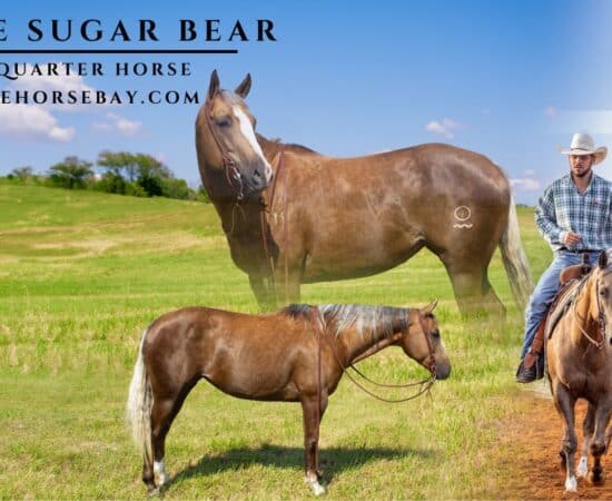 Alex Pearl Archives - Thehorsebay.com