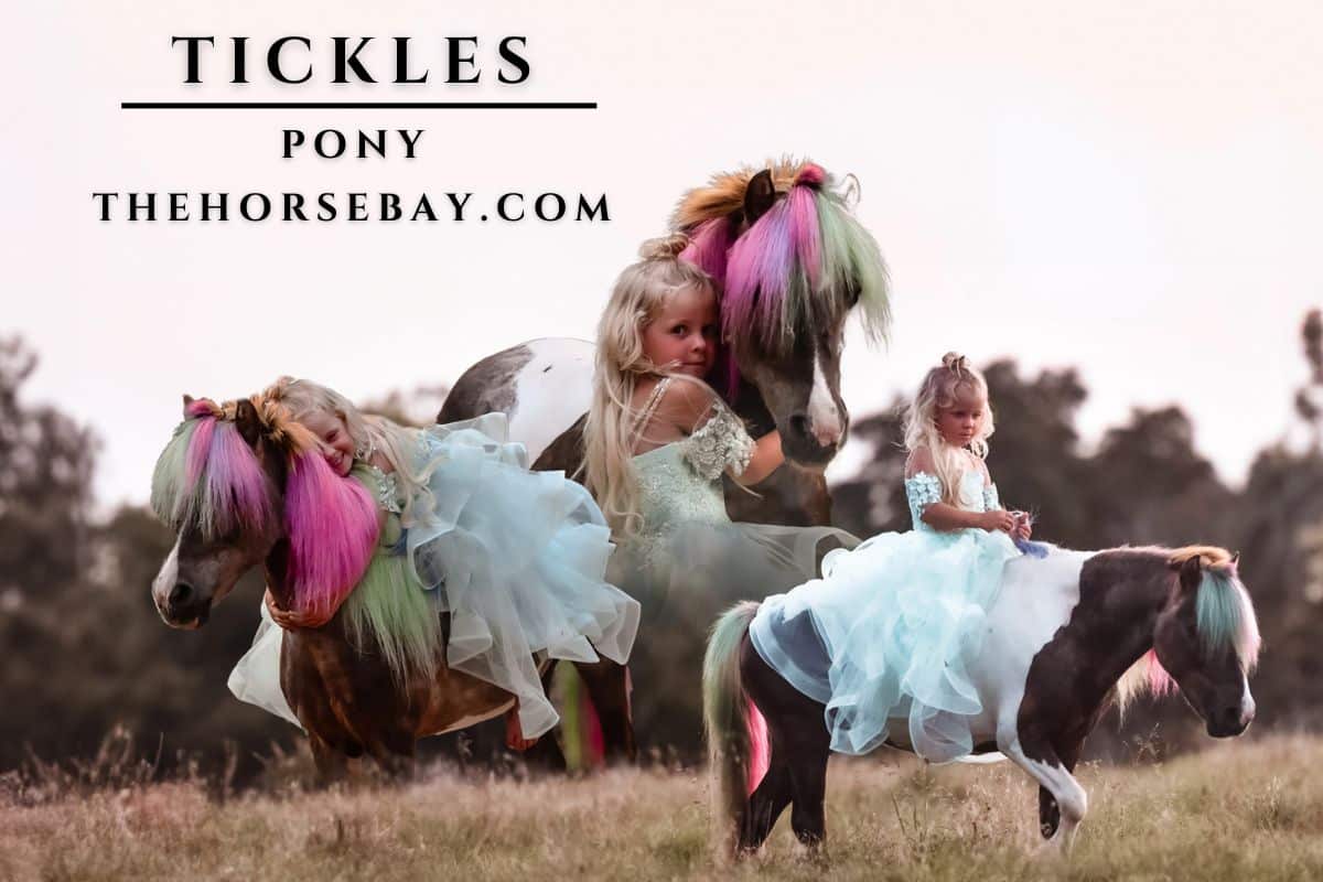 Tickles | Pony | Thehorsebay.com