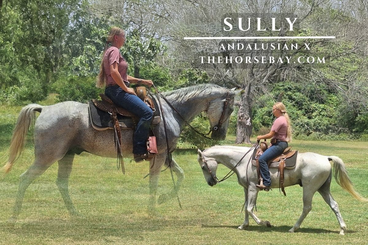 Sully | Thehorsebay.com