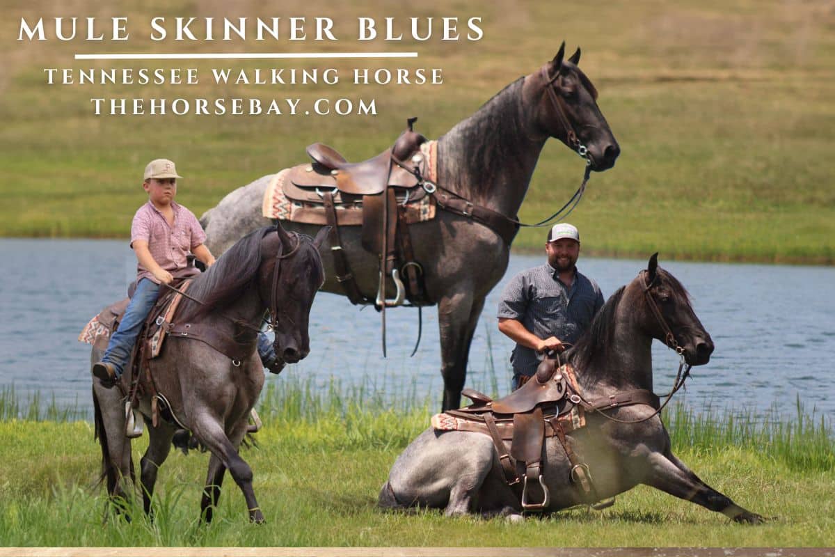 Mule Skinner Blues | Tennessee Walking Horse | Thehorsebay.com