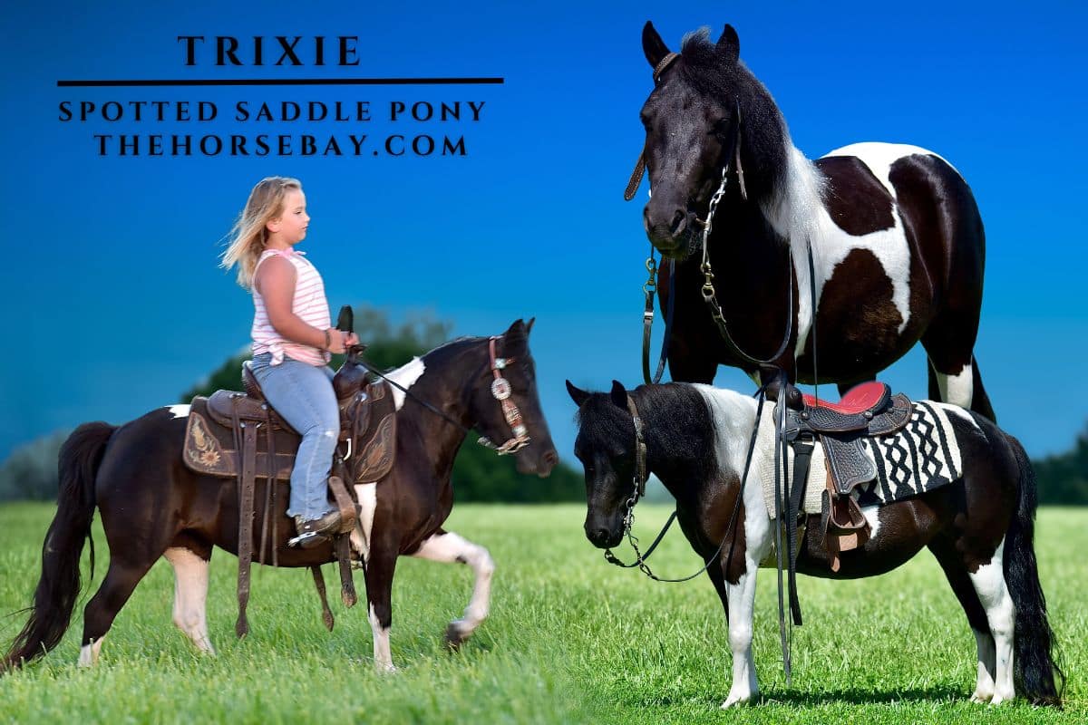 Trixie | Spotted Saddle Pony Mare | Thehorsebay.com