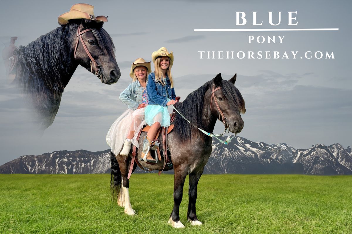 Blue | Blue Roan Pony | Thehorsebay.com