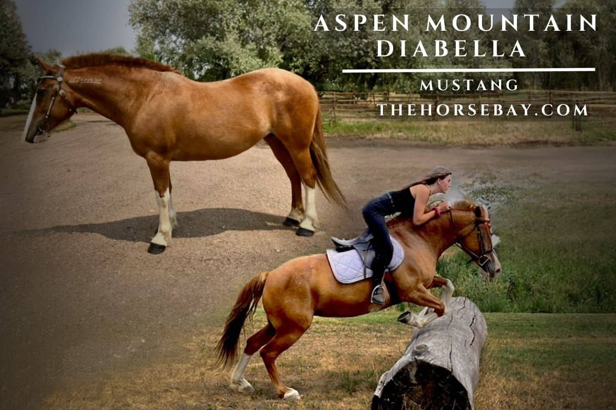 ASPEN MOUNTAIN DIABELLA "Bella" | Thehorsebay.com