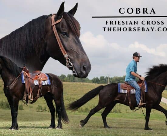 Trevor Patrick Archives - Thehorsebay.com