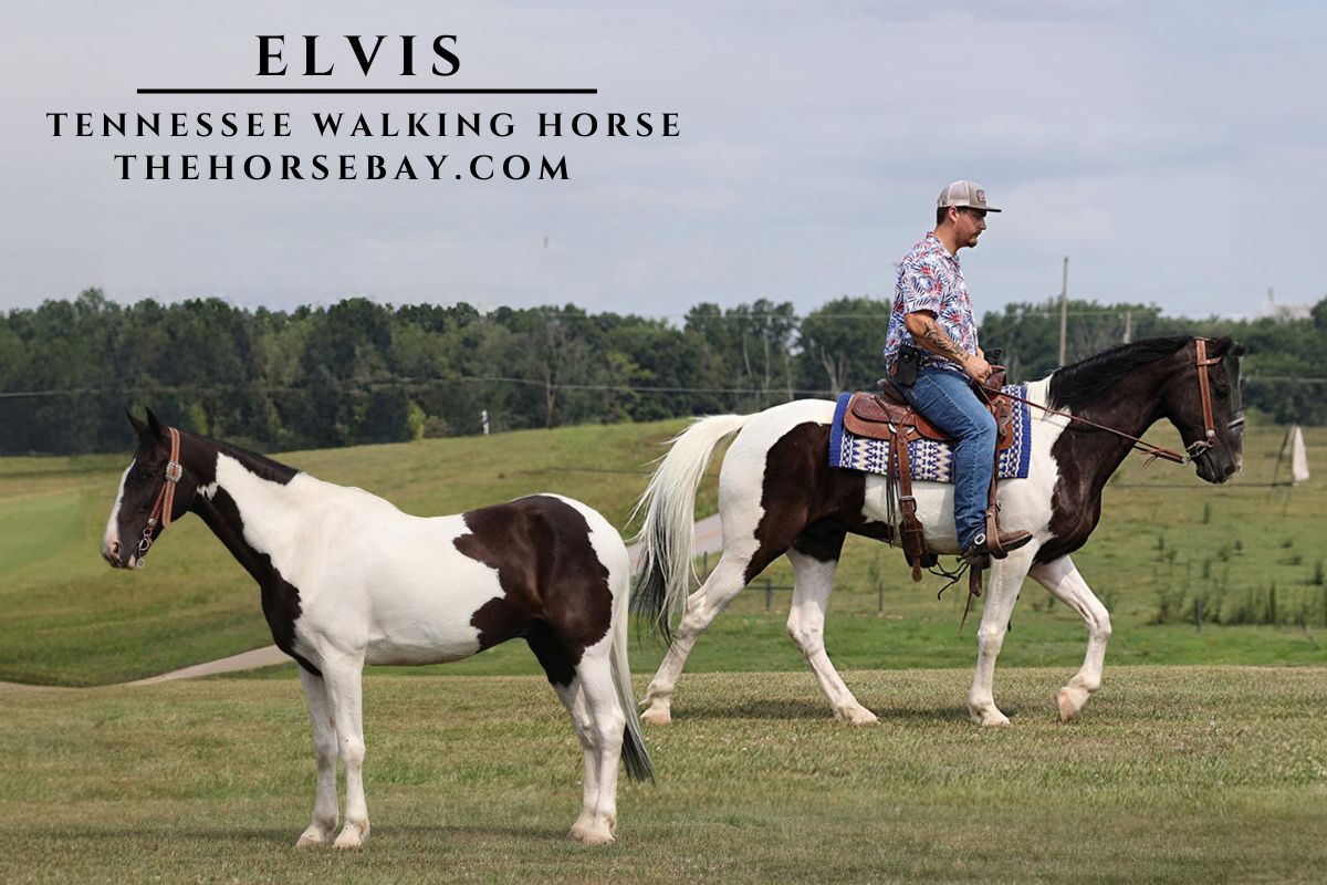 Elvis | Thehorsebay.com