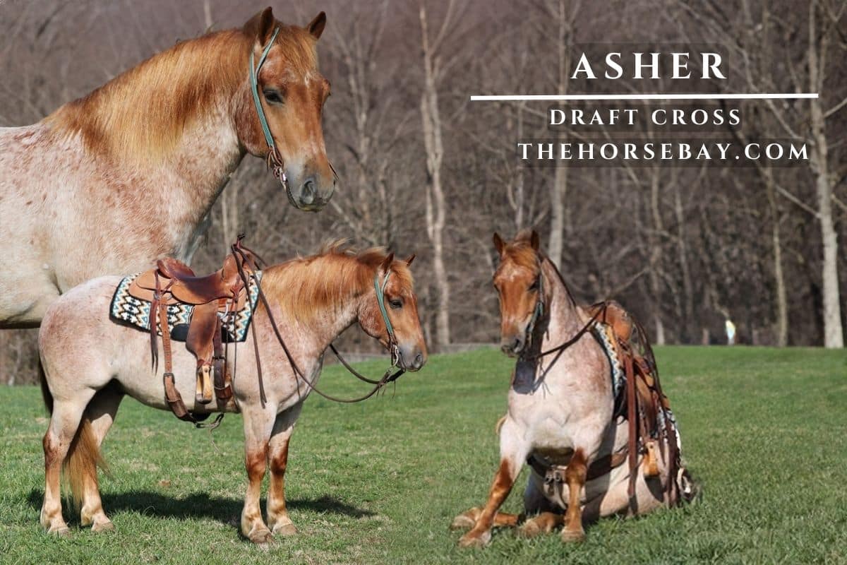 Asher | Draft Cross Gelding | Thehorsebay.com