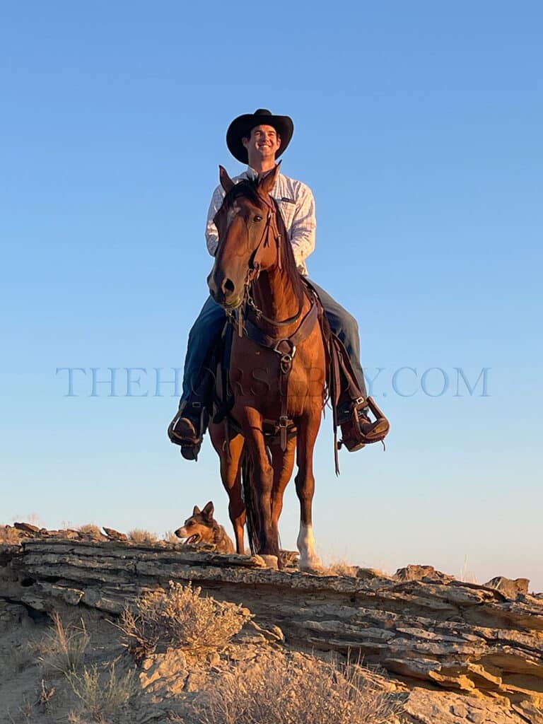 Dude | American Saddlebred Gaited Gelding | Thehorsebay.com