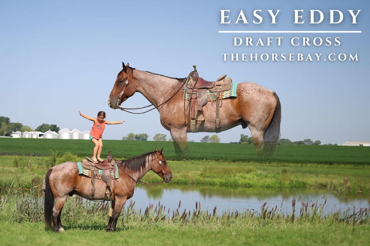 Easy Eddy | Thehorsebay.com
