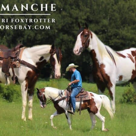 Sensation's Southern Dually L. | Thehorsebay.com