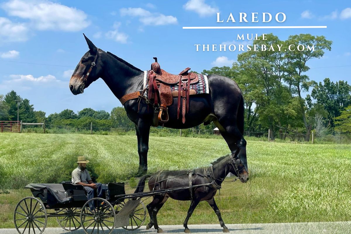 Laredo | Thehorsebay.com