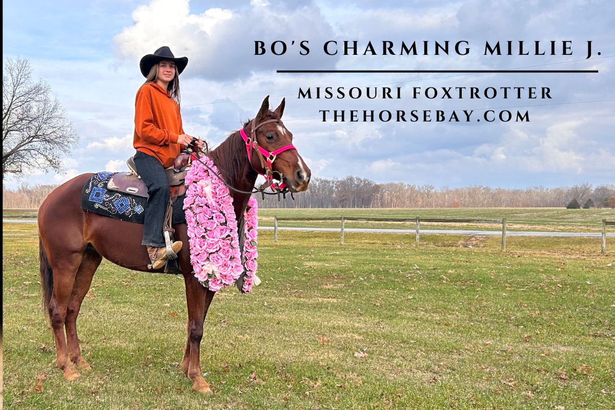 Missouri Foxtrotter Horses for Sale | Thehorsebay.com