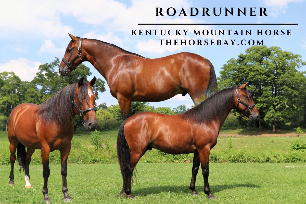 Elite's Roadrunner | Thehorsebay.com