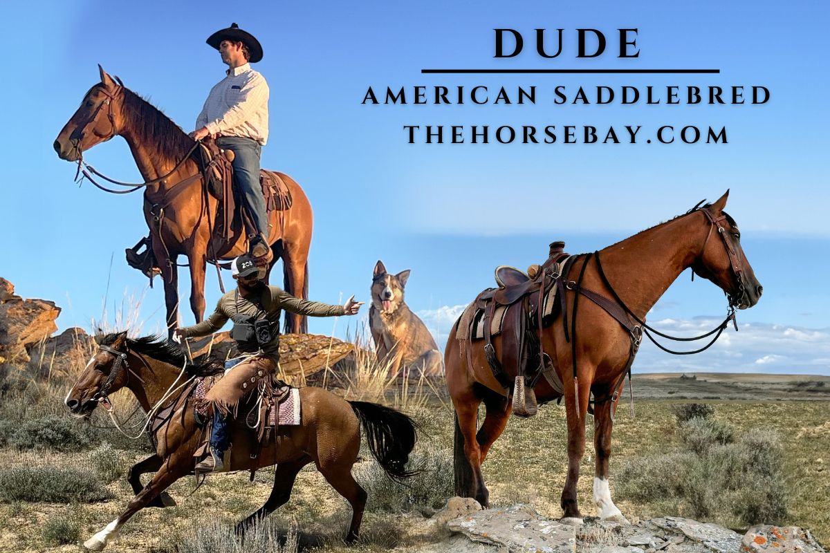 Dude | American Saddlebred Gaited Gelding | Thehorsebay.com