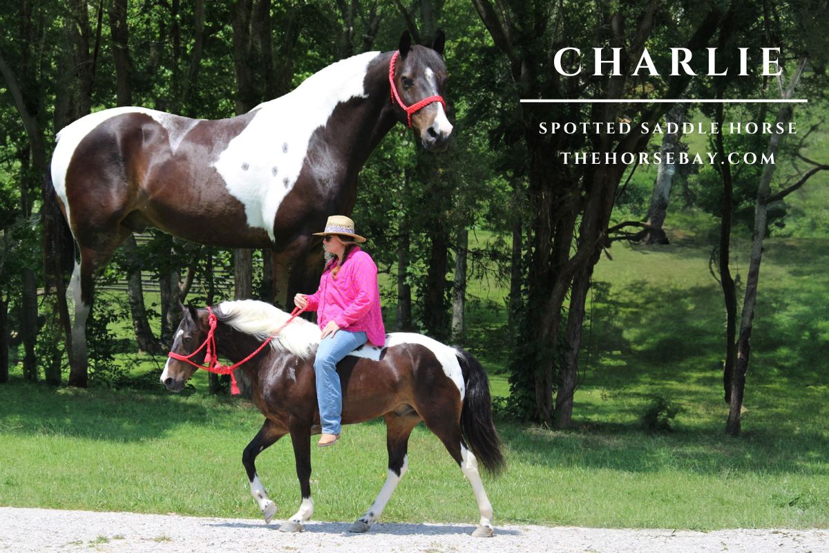 Charlie | Thehorsebay.com