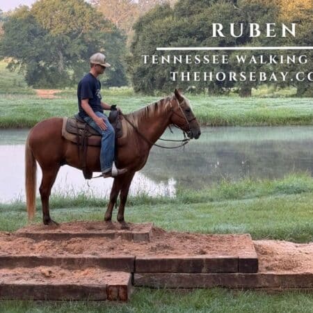 Ellie May | Thehorsebay.com