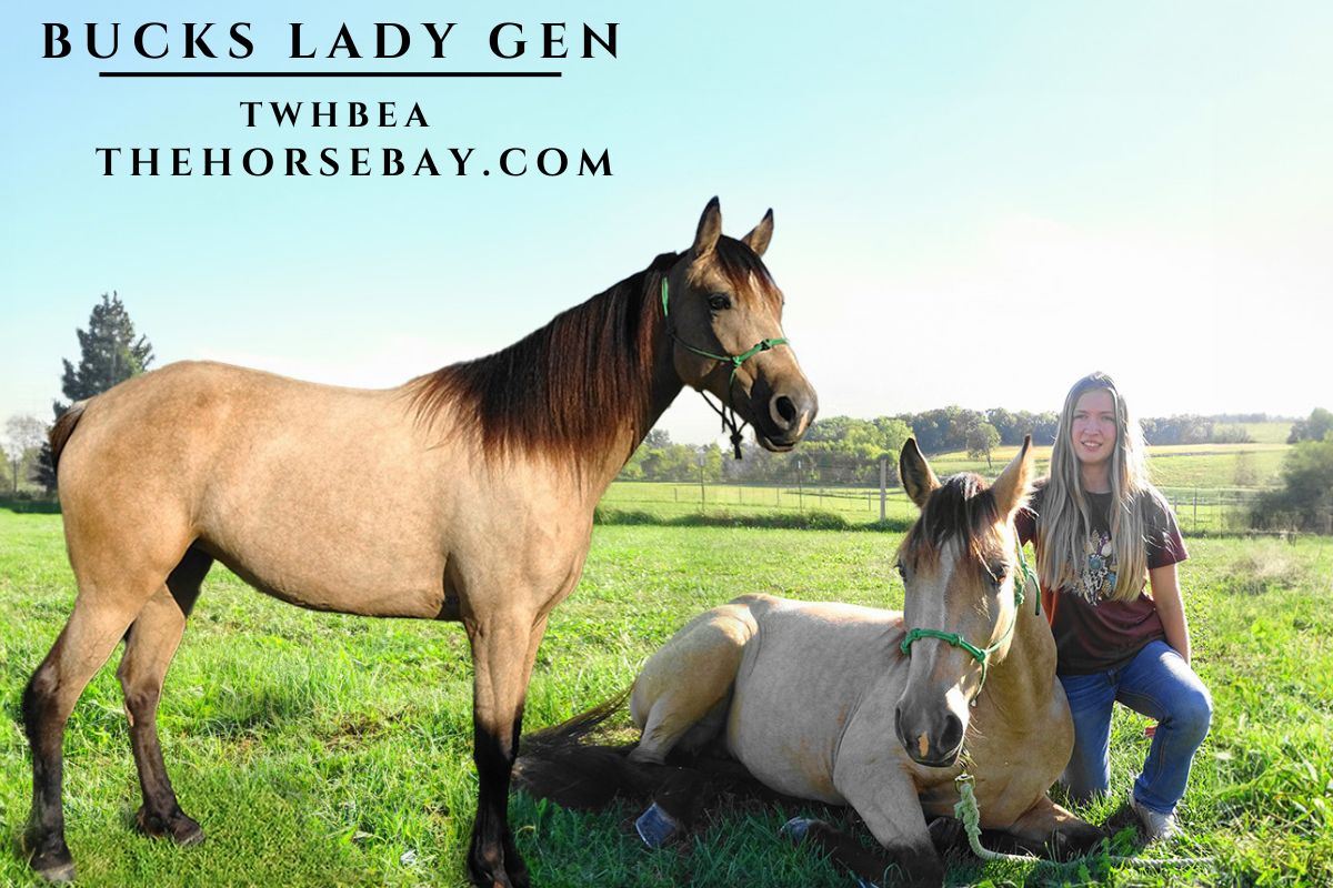 Bucks Lady Gen | Tennessee Walking Horse Mare | Thehorsebay.com