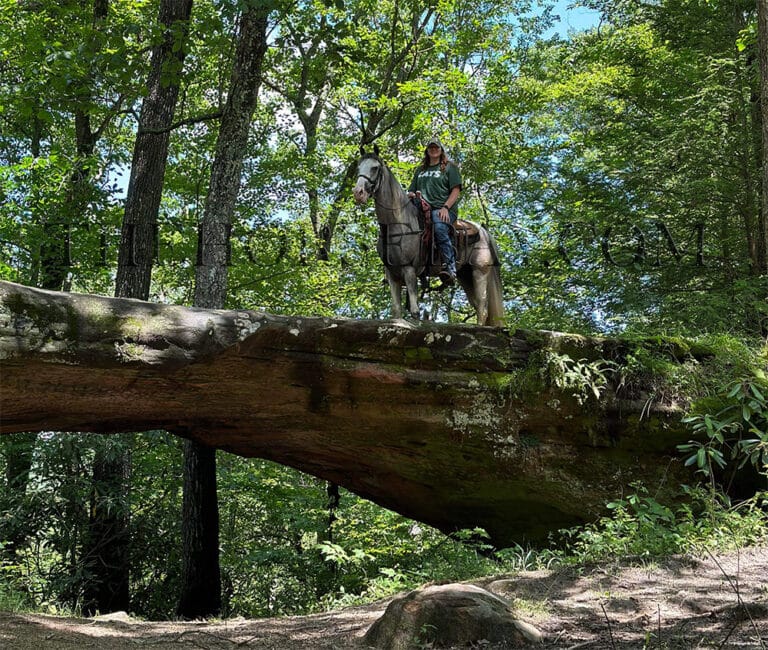 Stoney Larue | Tennessee Walking Horse | Thehorsebay.com