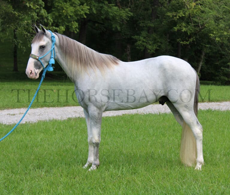 Stoney Larue | Tennessee Walking Horse | Thehorsebay.com