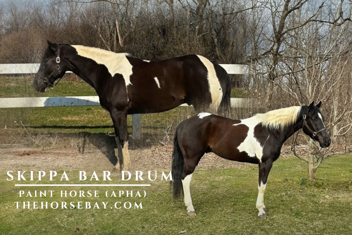 SKIPPA BAR DRUM "Skippa" | Thehorsebay.com