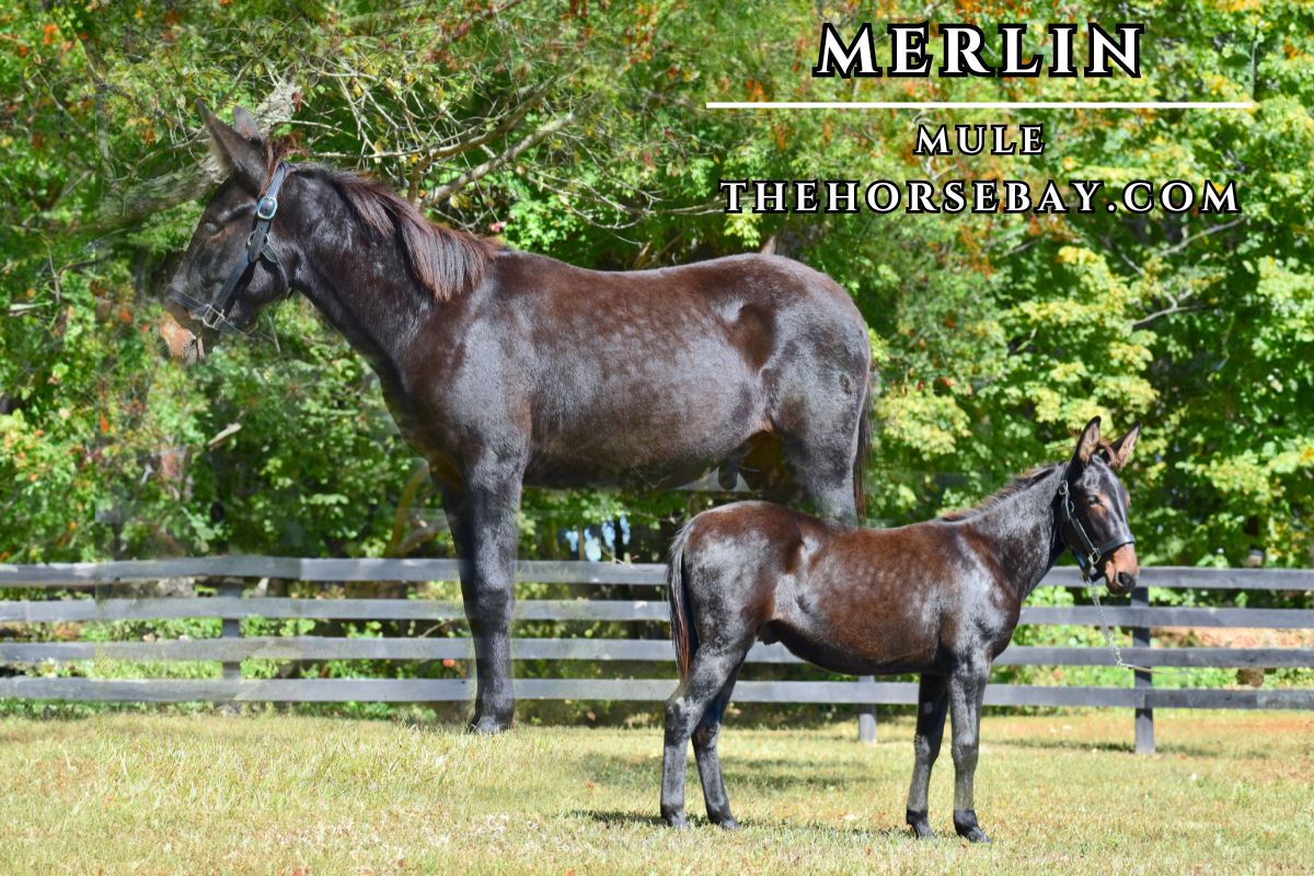Merlin | Thehorsebay.com