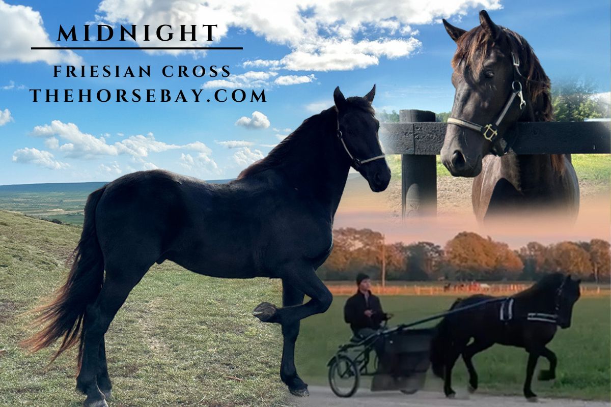 Midnight | Thehorsebay.com
