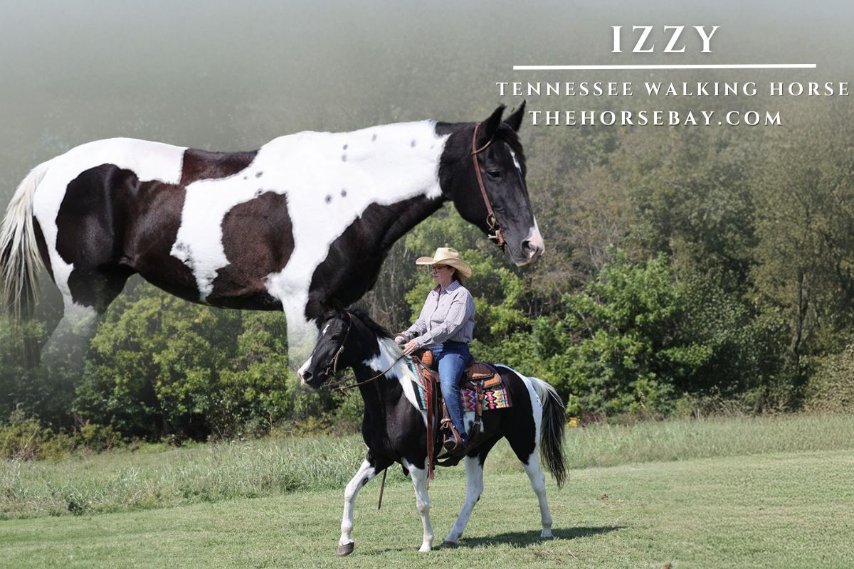 Izzy | Thehorsebay.com