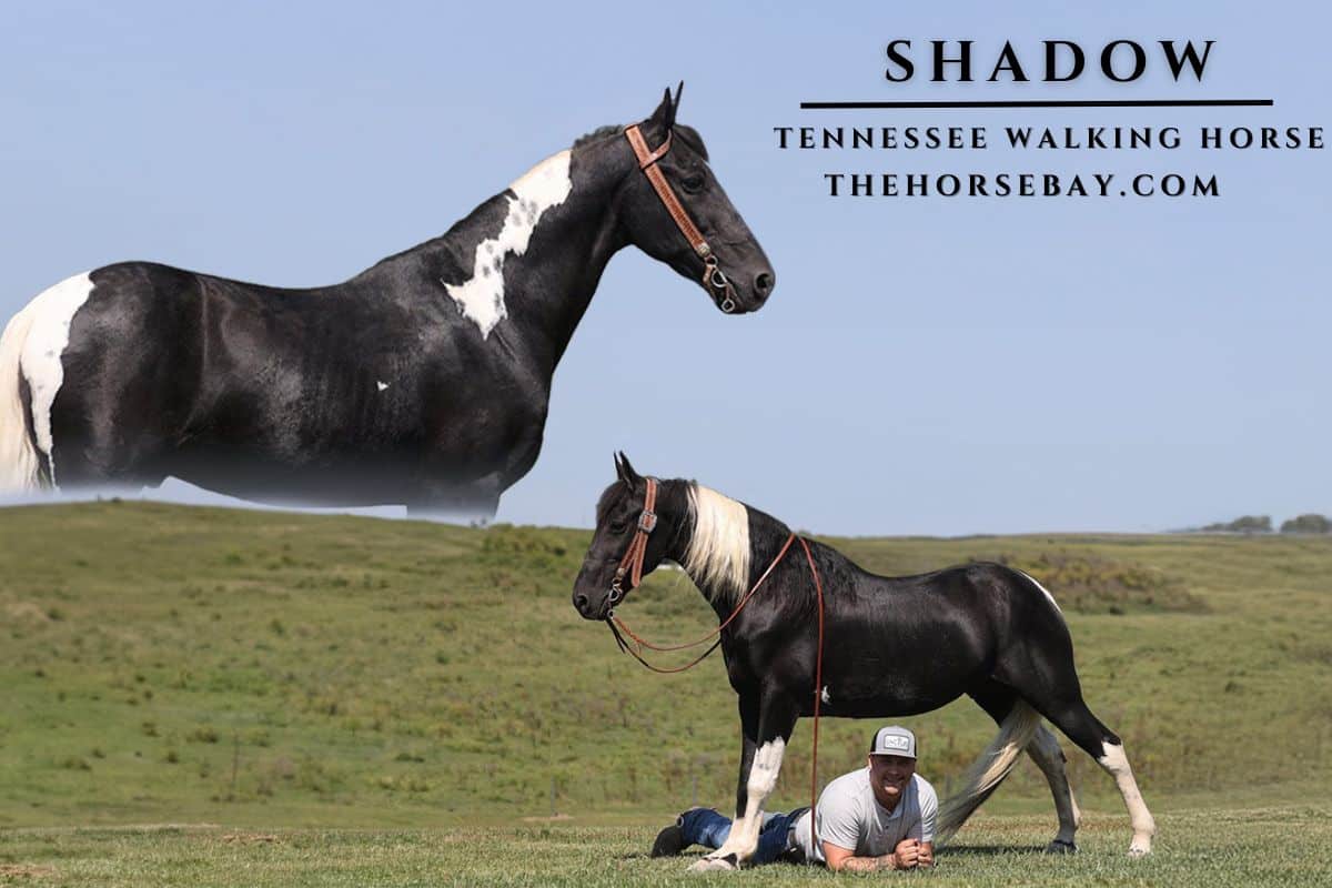 Shadow | Thehorsebay.com