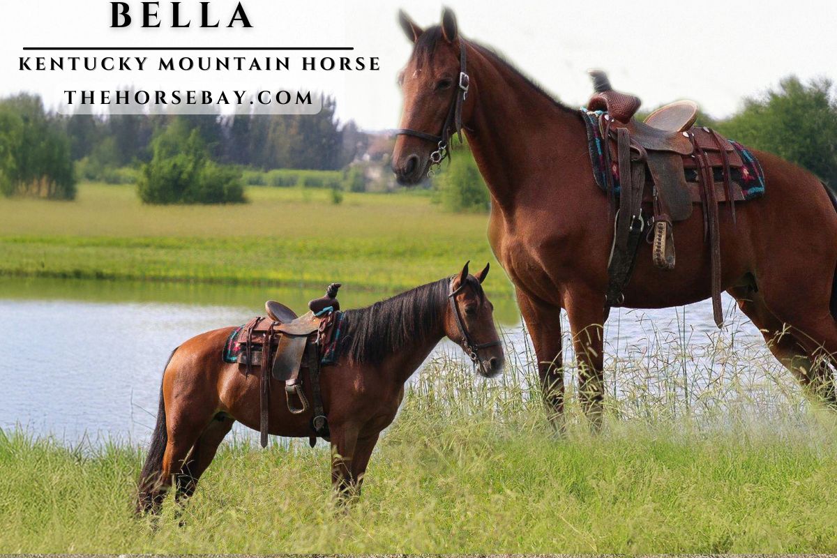 Bella | Thehorsebay.com