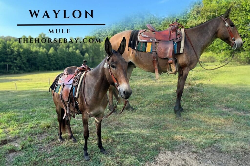 Mules for Sale | Thehorsebay.com