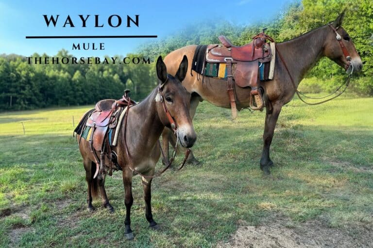 Mules for Sale | Thehorsebay.com