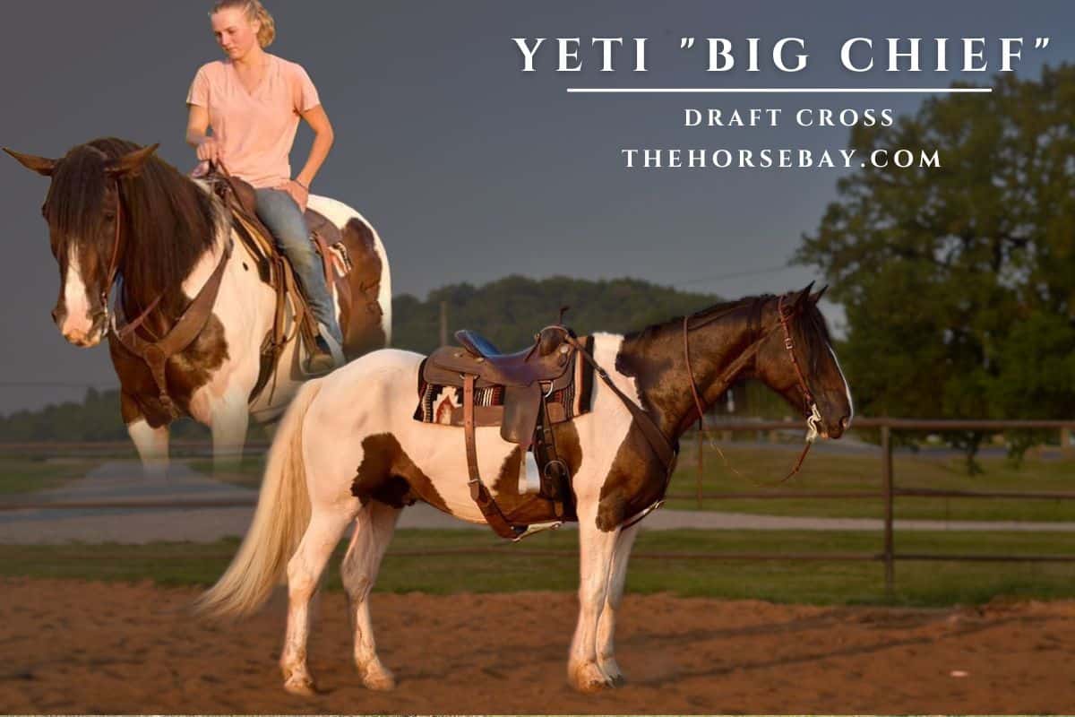 Yeti "Big Chief" | Thehorsebay.com