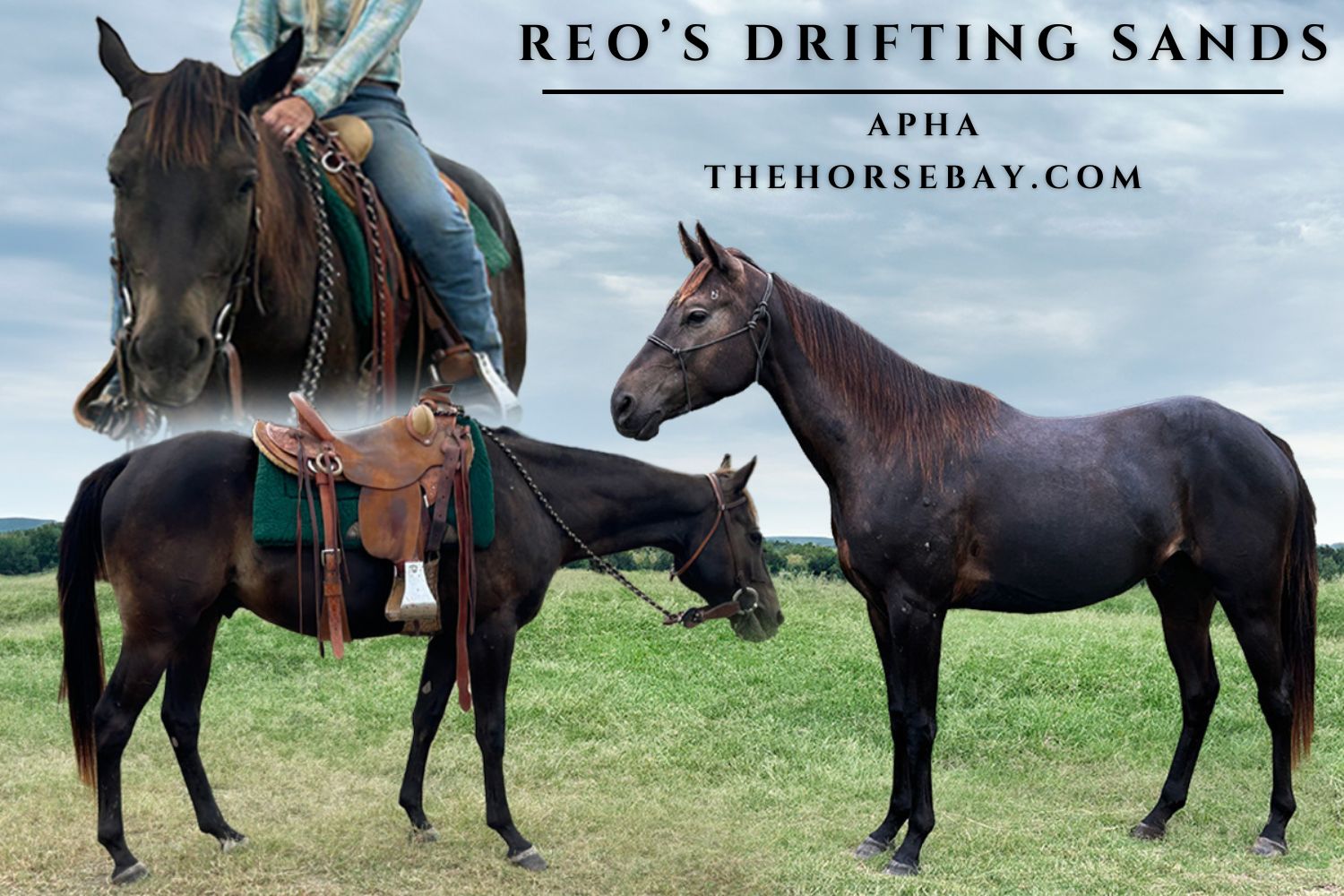 Reo’s Drifting Sands | Thehorsebay.com