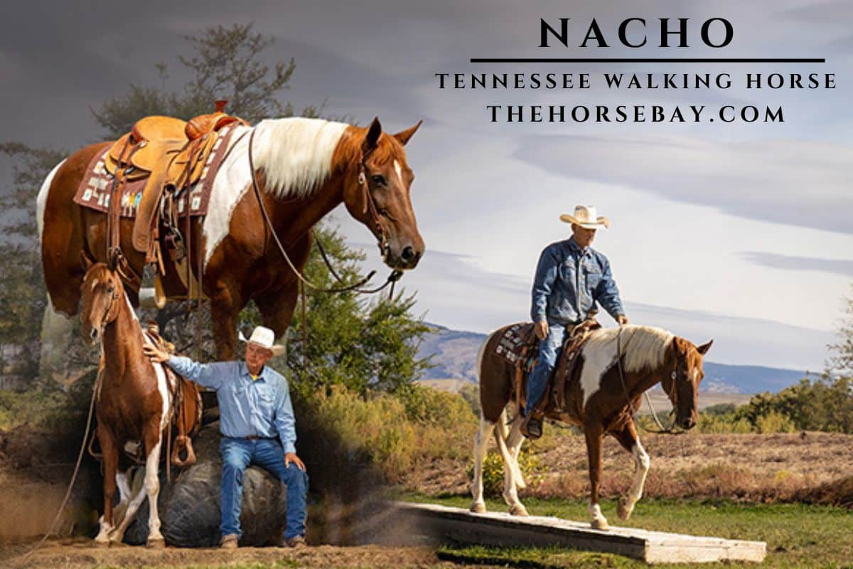 Nacho | Thehorsebay.com