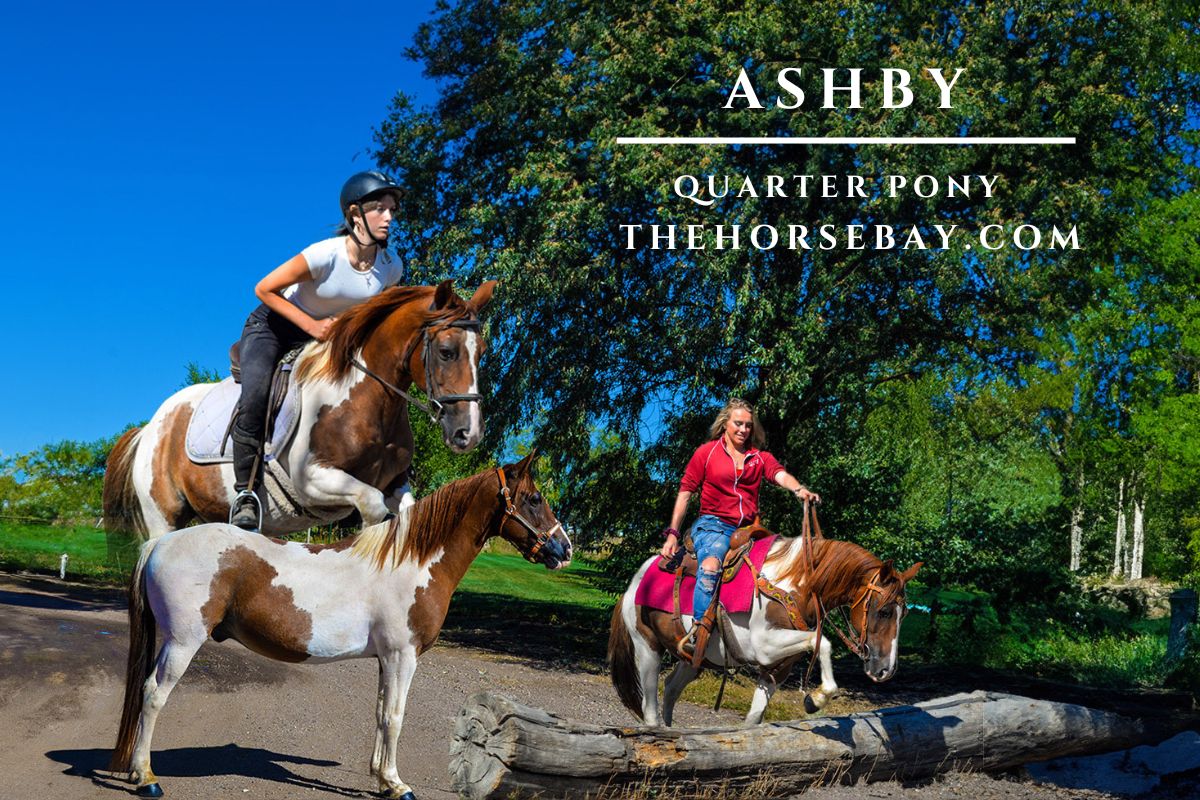 Ashby | Thehorsebay.com