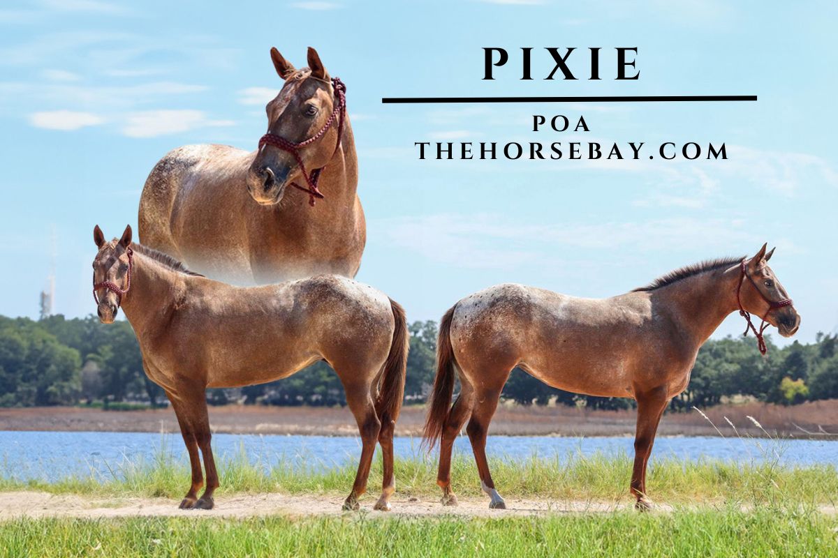 Pixie | Thehorsebay.com