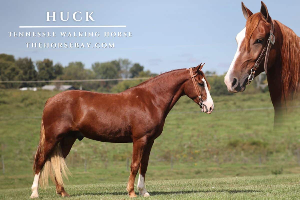 Huck | Thehorsebay.com