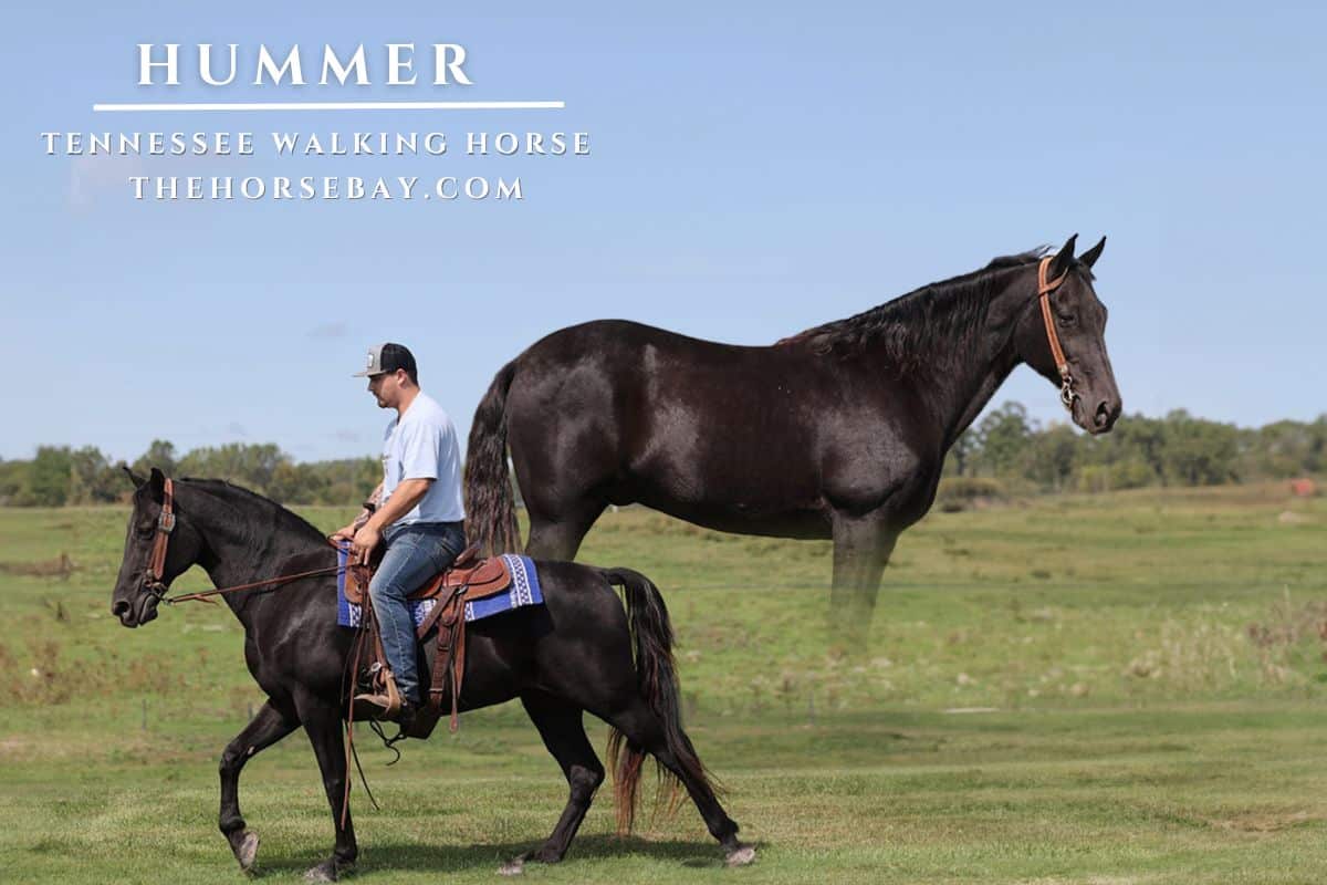 Hummer | Thehorsebay.com