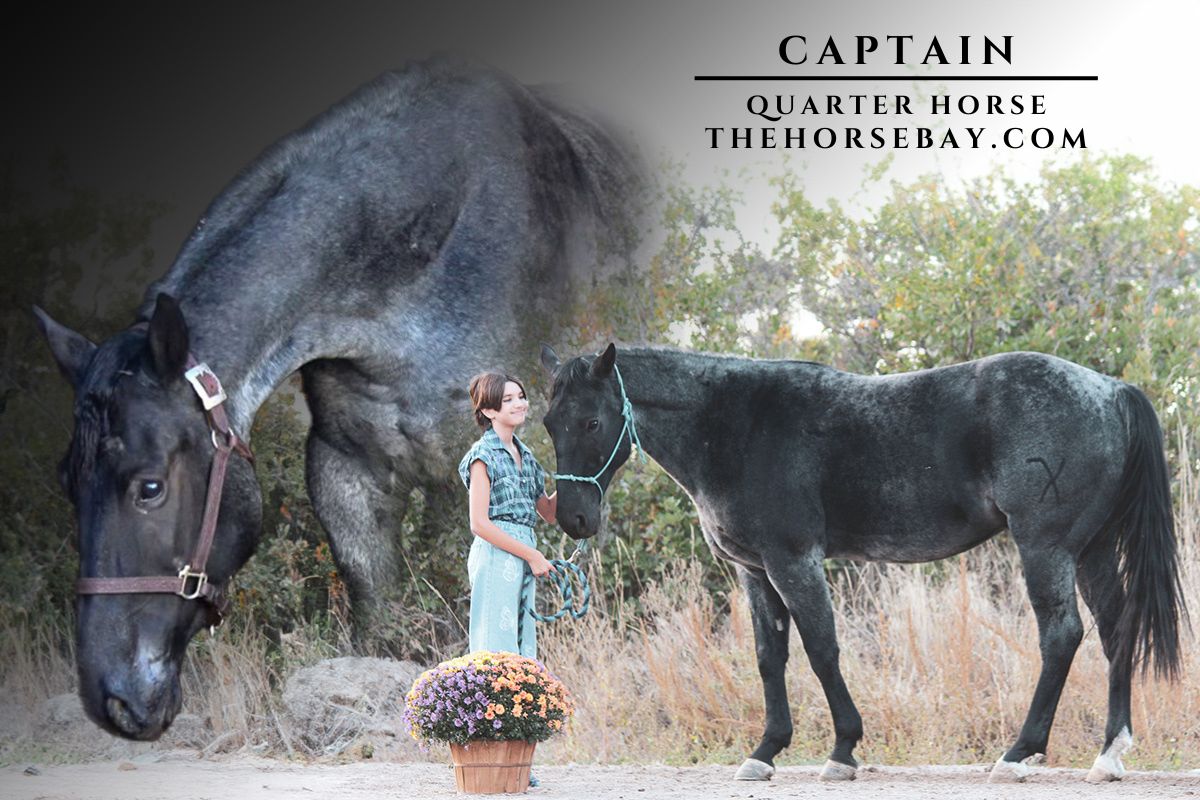 Captain | Thehorsebay.com
