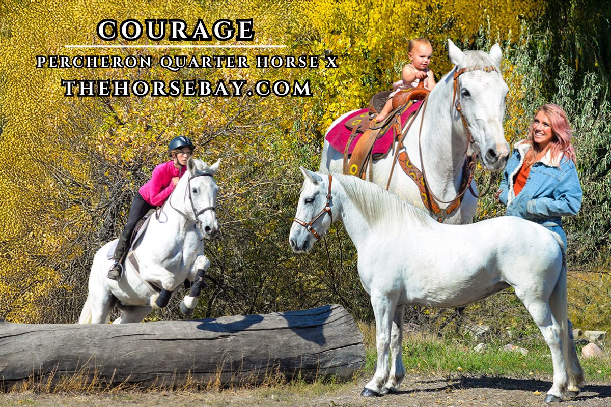 Courage | Thehorsebay.com
