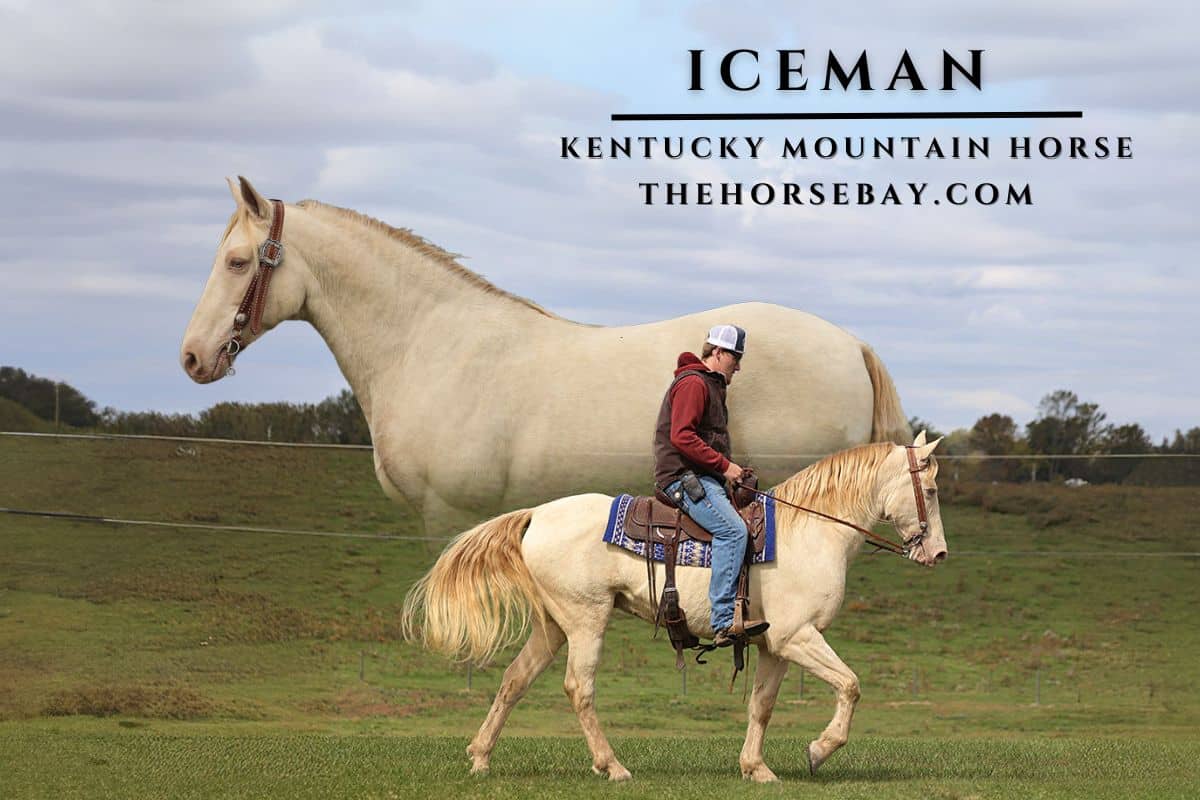 Iceman | Thehorsebay.com