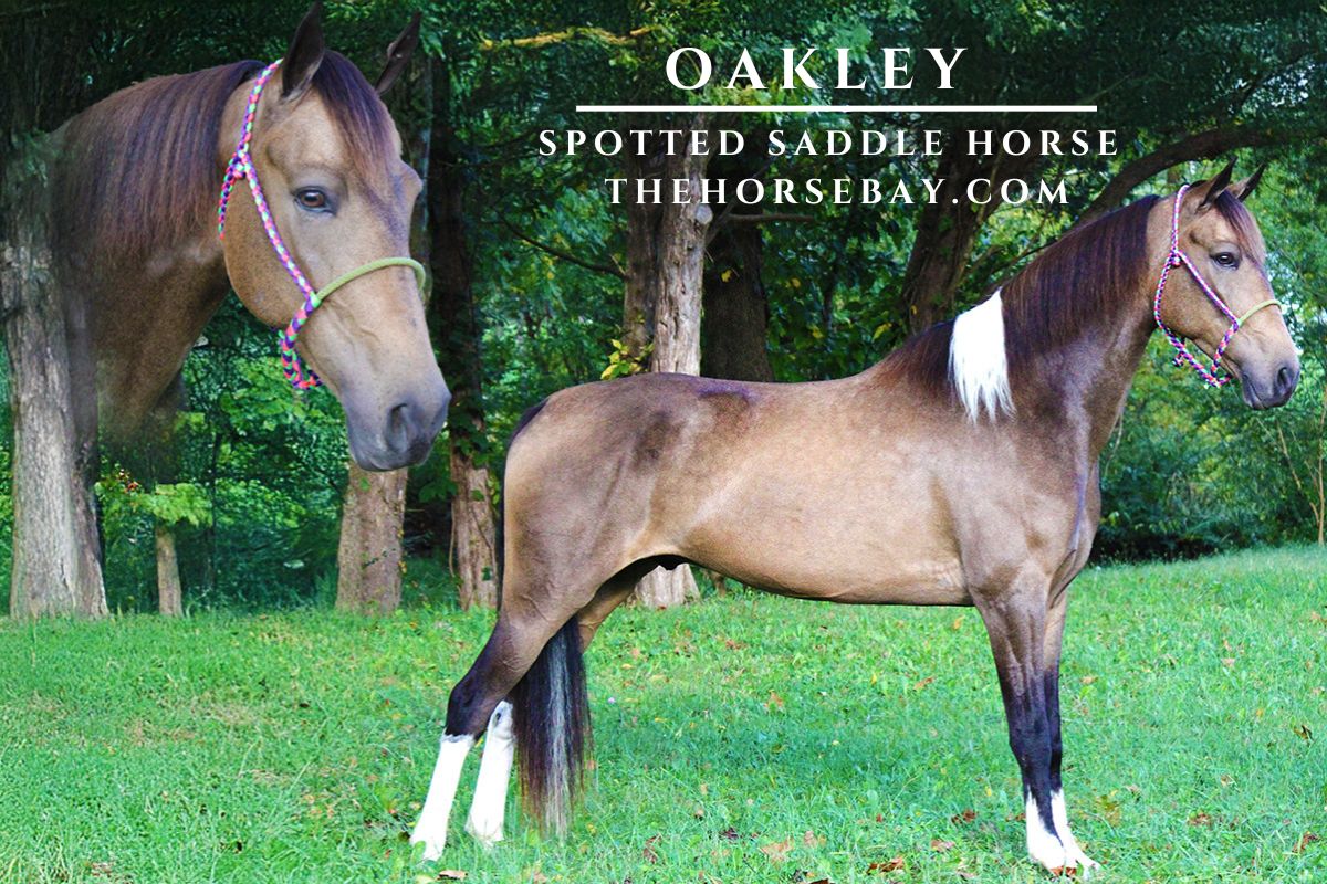 Oakley | Thehorsebay.com